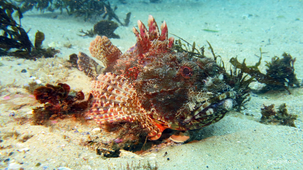 Fairy Bower dive site, Manly, Sydney, NSW