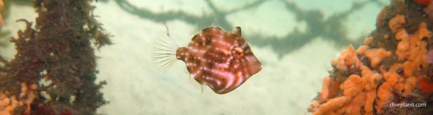 Chowder Bay dive site, Clifton Gardens, Sydney NSW