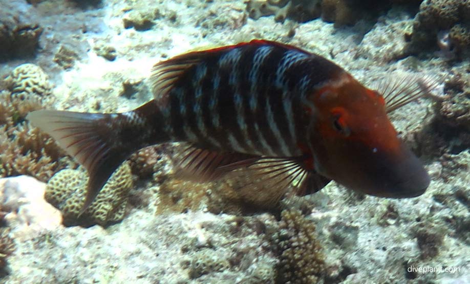 Red-throat Emperor (Lethrinus miniatus) HER