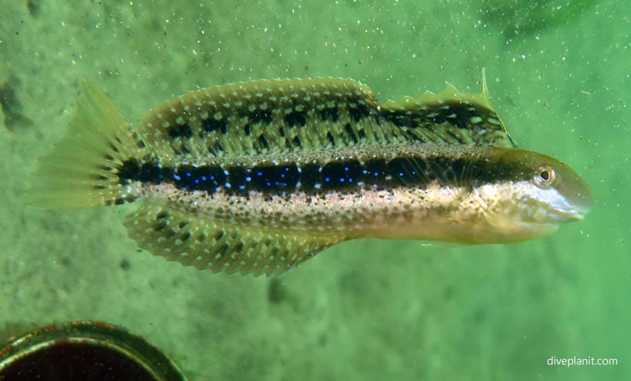 Sabretooth Blenny (Petroscrites lupus) SYD