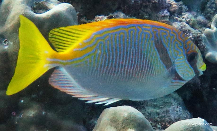 Blue-barred Rabbitfish (Siganus doliatus) GBR