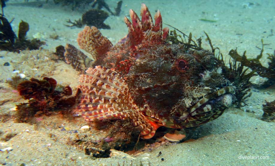 Scorpionfish: part of Australia's biodiverse marine life