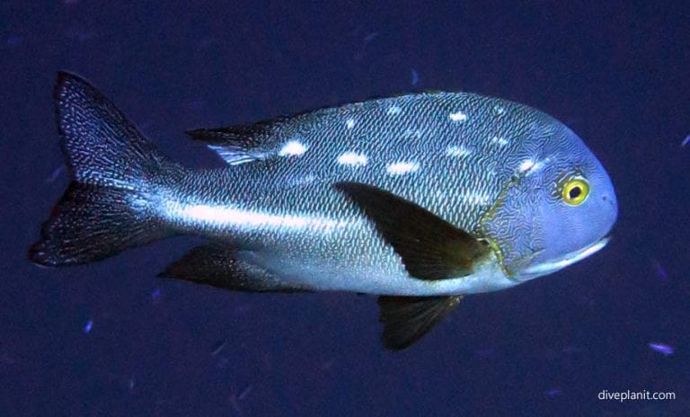 Midnight Snapper (Macolor macularis) CI