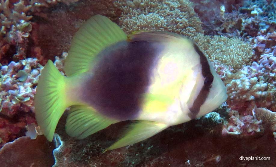 Double-banded Soapfish (Diploprion bifasciatum) LEI