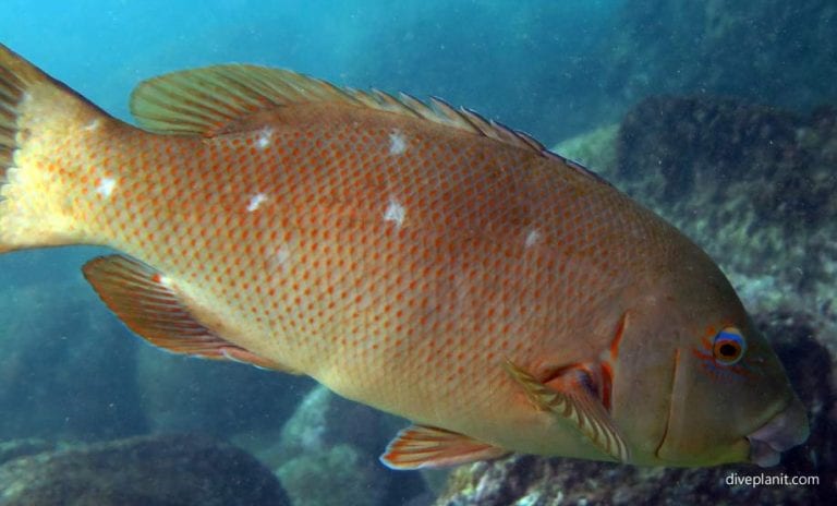 Eastern Blue Groper (Achoerodus viridus) SYD