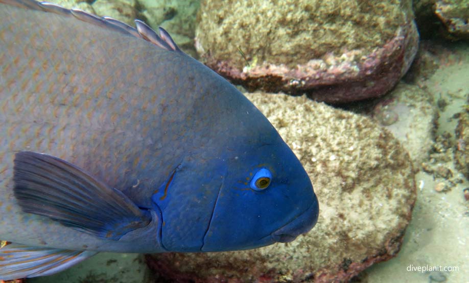 Eastern Blue Groper (Achoerodus viridus) SYD