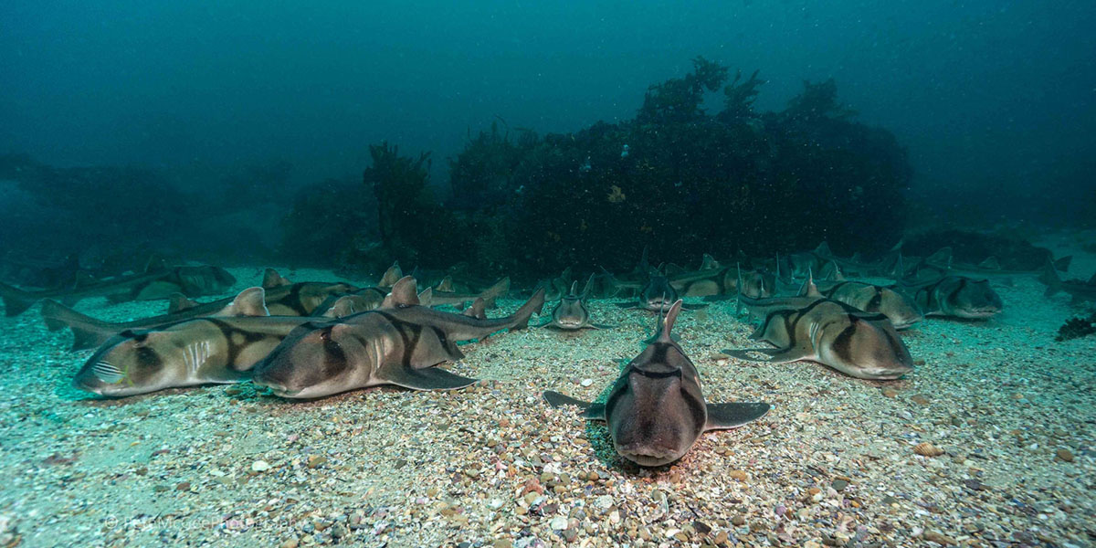 Sydney's Best Dive Sites - Scuba Diving Sydney