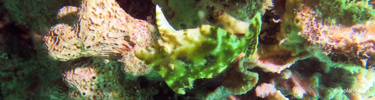 Magic Island House Reef Moalboal Cebu Philippines