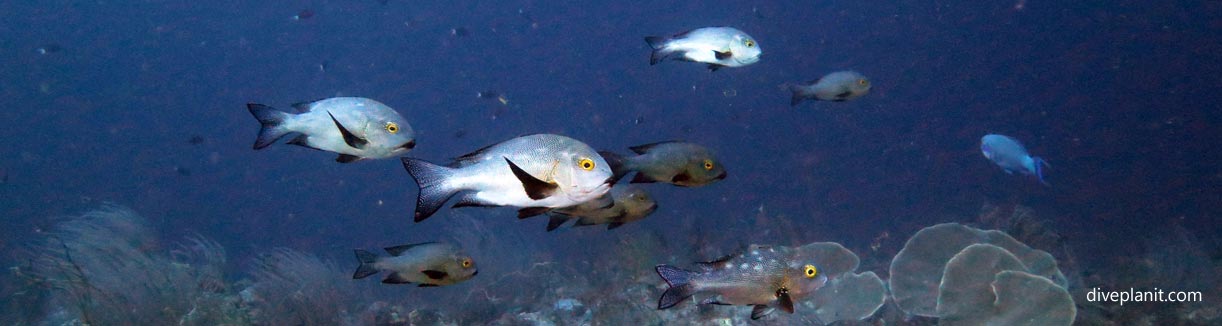Shark Point Dive Site, Munda, Solomon Islands