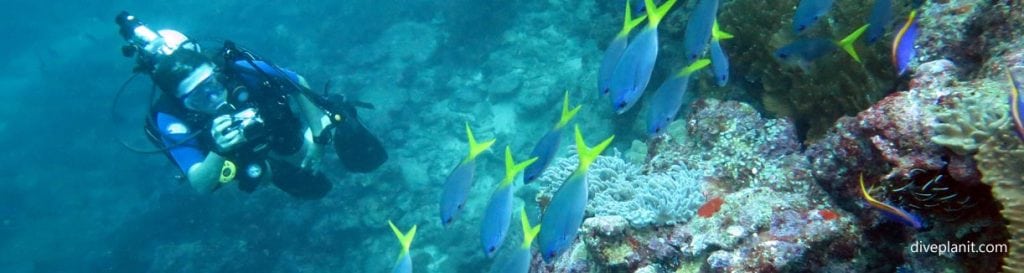 Munda Reef Dive Site, Solomon Islands
