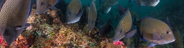 Byron Bay is the centre for diving Julian Rocks