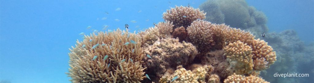 Aitutaki Lagoon snorkelling and diving in the Cook Islands