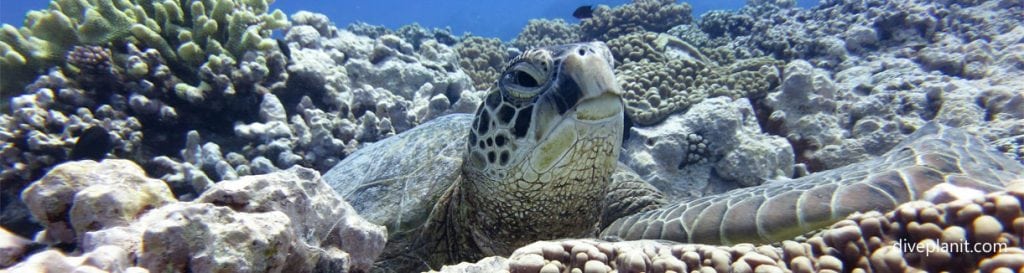 Arutanga Passage Dive Site Aitutaki Cook Islands