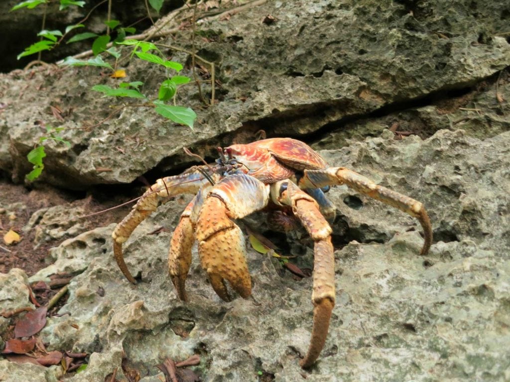 Hermit Crab Part Of Australia s Biodiverse Marine Life hermit-crab-part-of-australia-s-biodiverse-marine-life