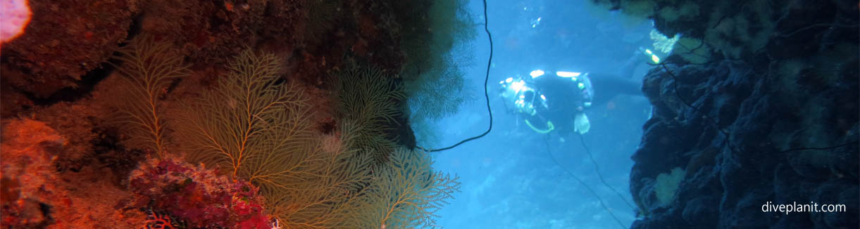 Shark Alley dive site at Vomo, Fiji