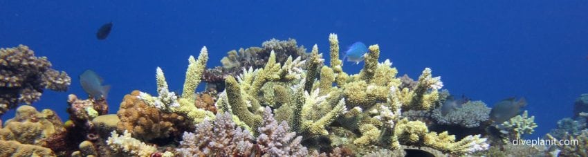 Diving Makogai, Fiji with Captain Cook Cruises