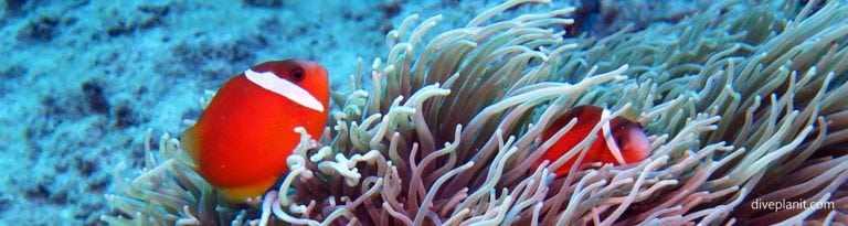 Two Bommies dive site at Vomo, Fiji