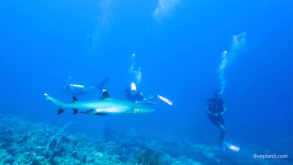 Diving Gili Islands Shark Point with 7Seas Dive Gili, Lombok Indonesia