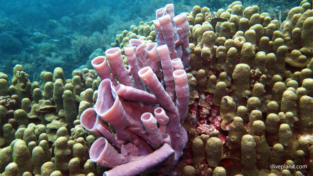 Diving Secret Garden Dive Site North Sulawesi Indonesia