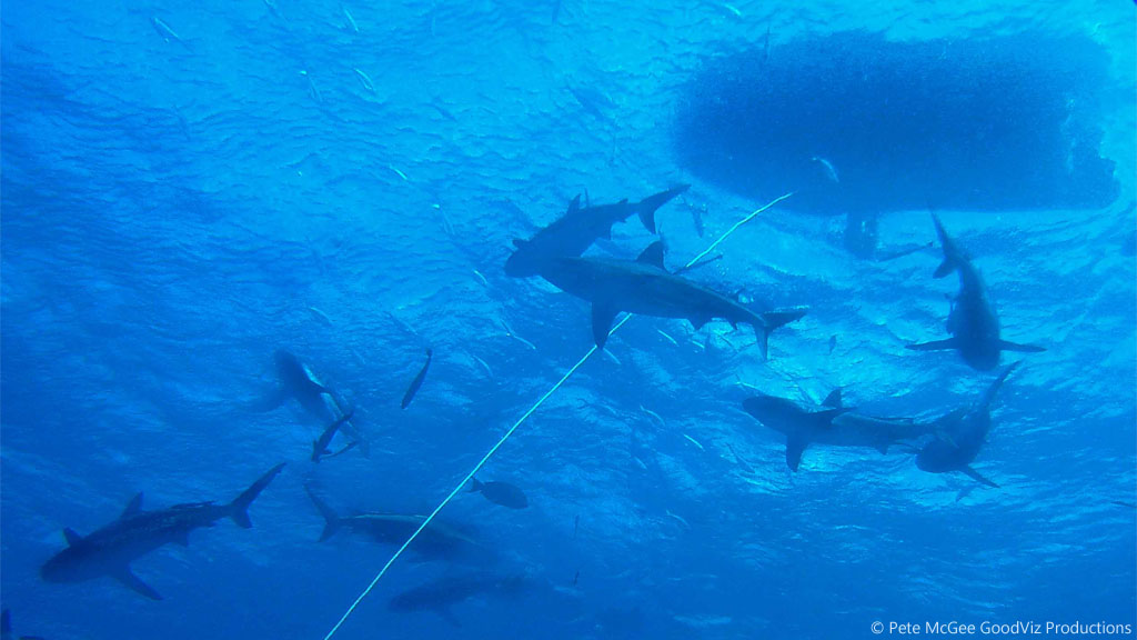 Osprey Reef on the Great Barrier Reef in the Coral Sea