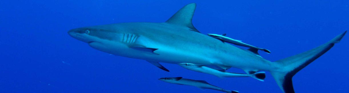 Osprey Reef on the Great Barrier Reef in the Coral Sea