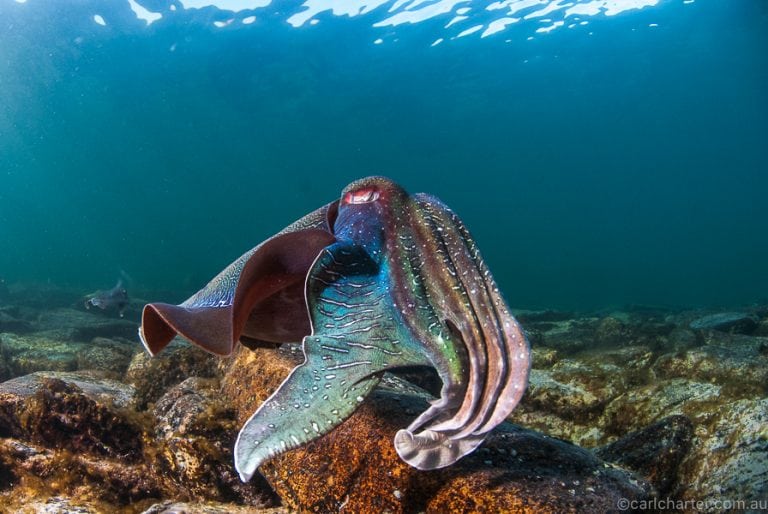 Copulating Cuttlefish in South Australia's Whyalla