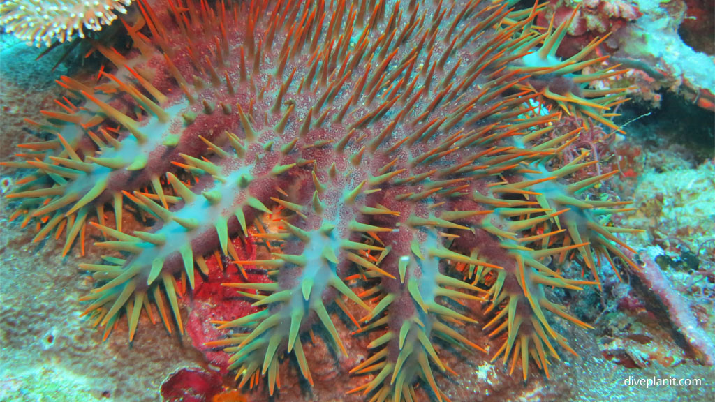 COTSbot - Killer Robots to Save the Reef