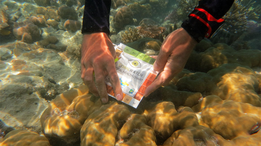 CoralWatch: an easy-to-do citizen science coral reef survey