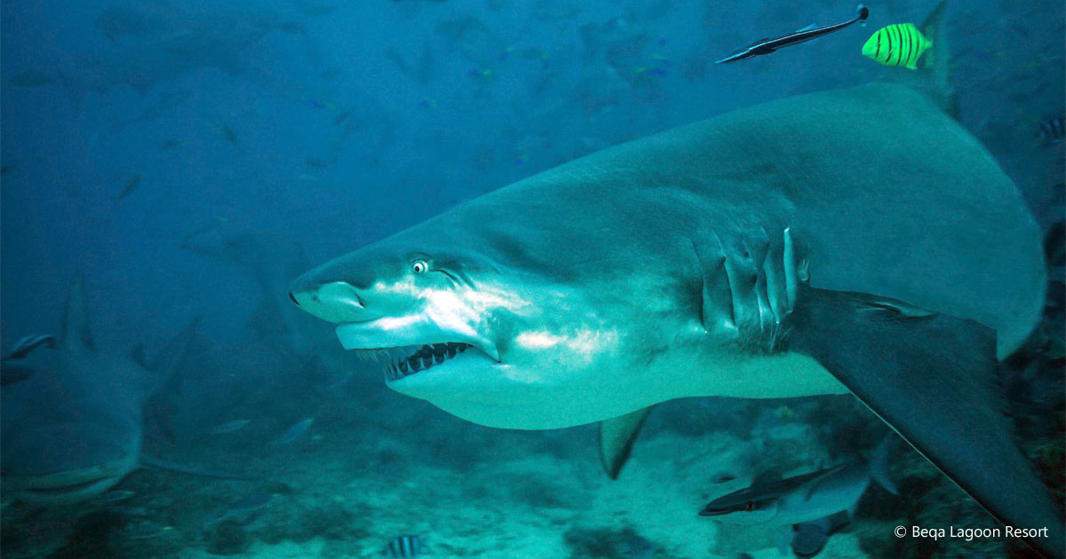 The Cathedral: Beqa Lagoon Resort Tiger Shark Dive