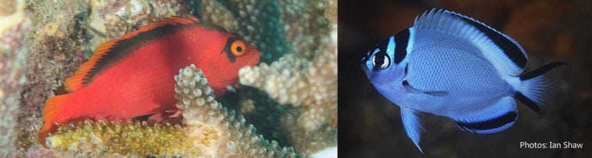 Redmap: Range Extension Database & Mapping Project, Australia