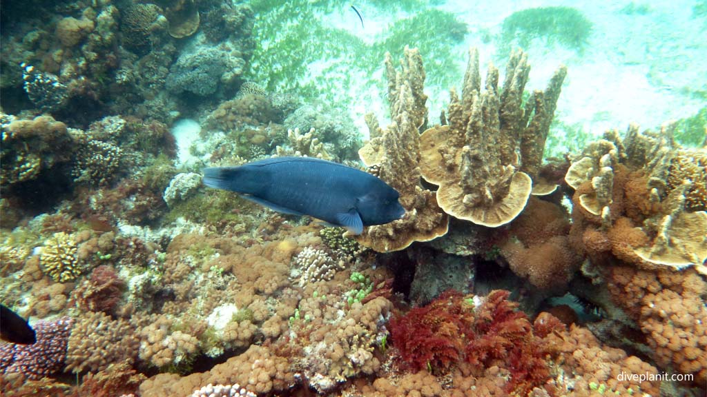 Luxury & Adventure: the inaugural Lord Howe Island Dive Week