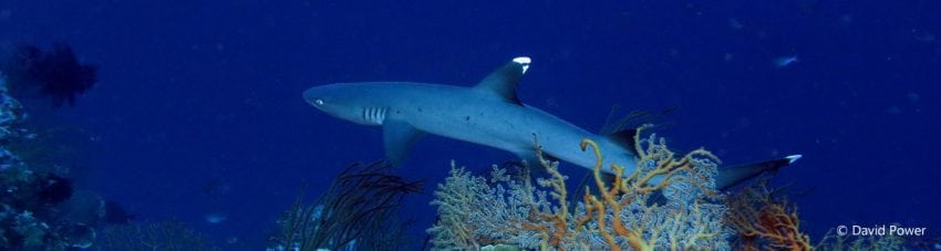 Karumolun Point dive site, Russell Islands, Solomon Islands