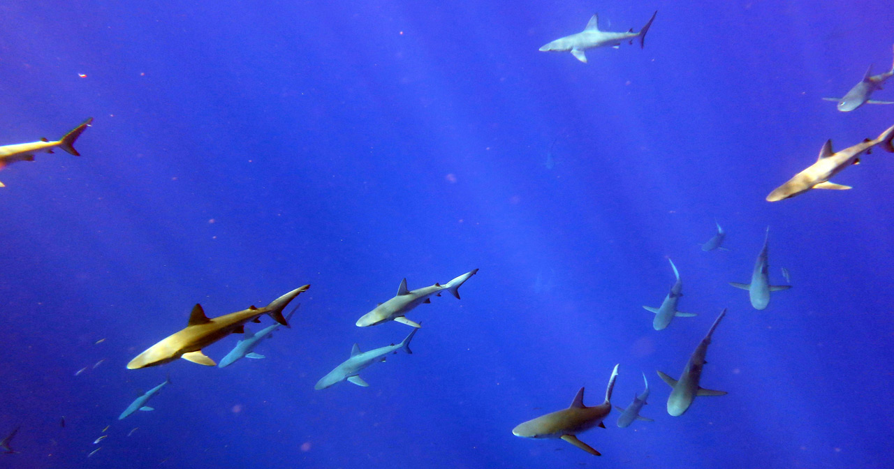 Diving Balls Pyramid Lord Howe Island NSW Australia