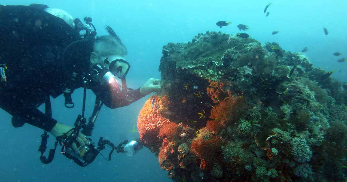 The SS Yongala - Australia’s most famous wreck on the Great Barrier Reef