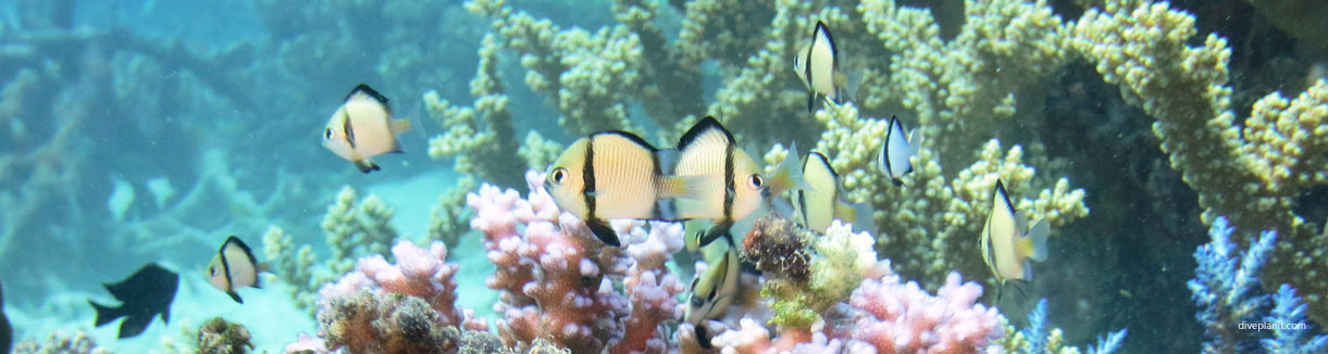 Ribbon Reef 9 on the Great Barrier Reef Queensland