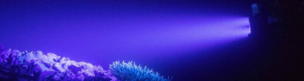 Klaus Obermeyer searches for the Biofluorescent turtle in Munda