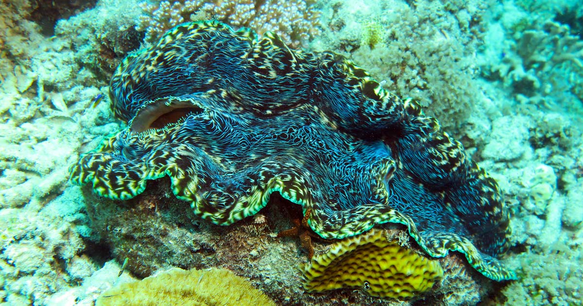 Reefworld Hardy Reef Great Barrier Reef - Seastars and critters