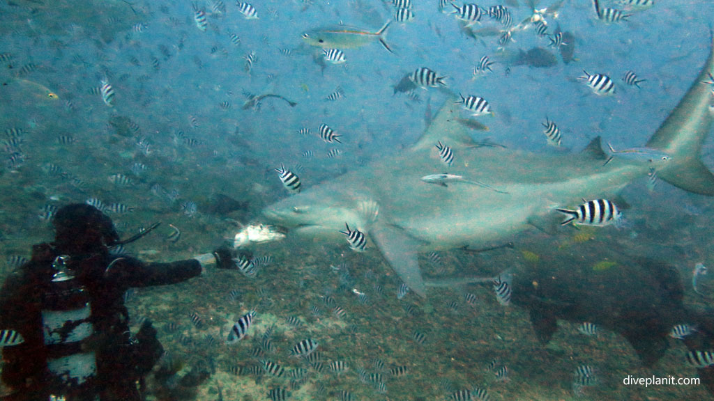 Beqa Shark Dive at The Bistro, Beqa Lagoon, Fiji Islands