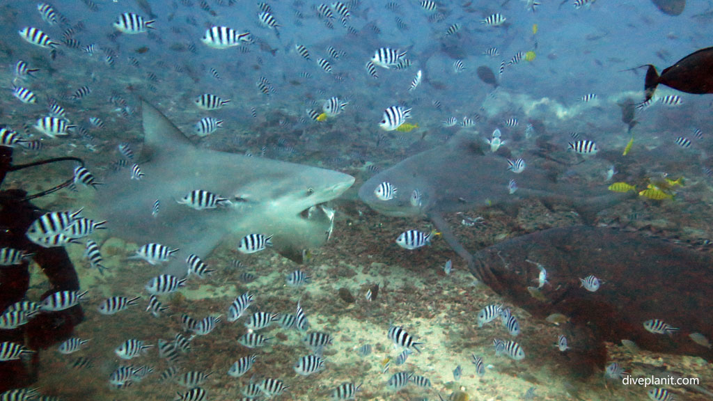 Beqa Shark Dive at The Bistro, Beqa Lagoon, Fiji Islands