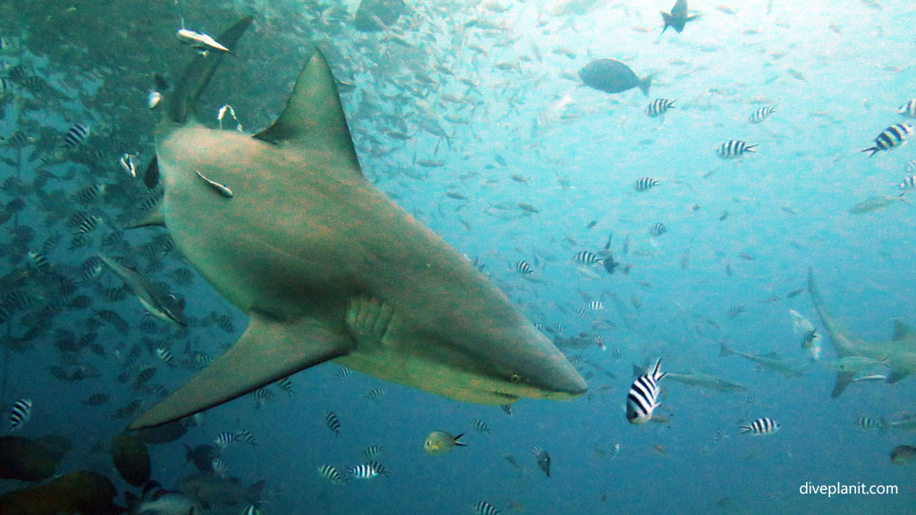 Beqa Shark Dive at The Bistro, Beqa Lagoon, Fiji Islands