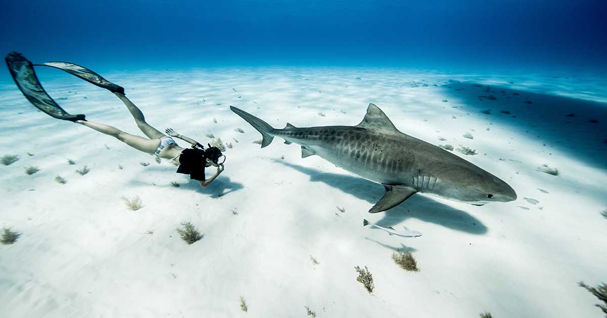 Why Shark Girl Madison Stewart does not have “hope” for our oceans