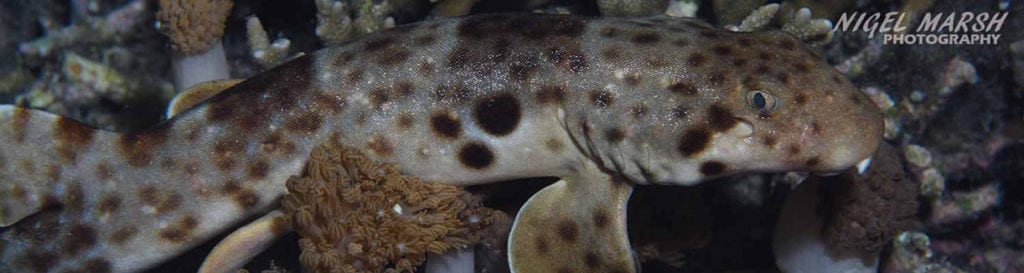The unique fishes of Raja Ampat Indonesia in the heart of Coral Triangle