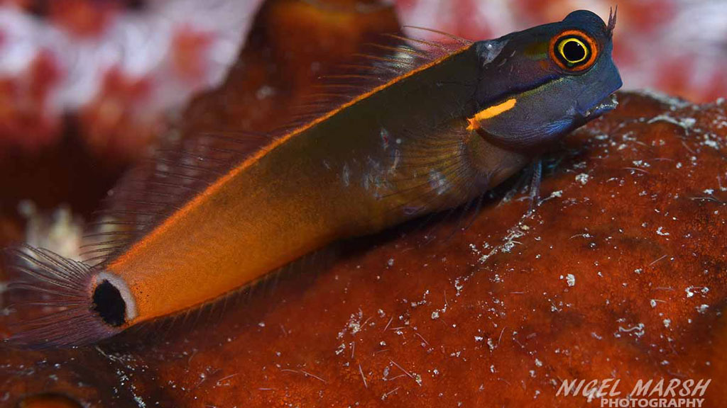 The unique fishes of Raja Ampat Indonesia in the heart of Coral Triangle