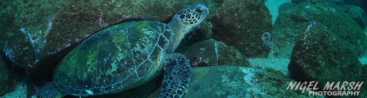 Diving with turtles and other treasures at Cook Island