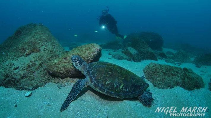 Diving with turtles and other treasures at Cook Island