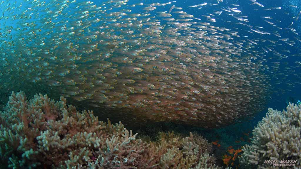 The rich reefs of Bligh Water, Fiji - soft coral paradise