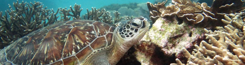 Siaba Besar dive site Komodo diving Flores Indonesia
