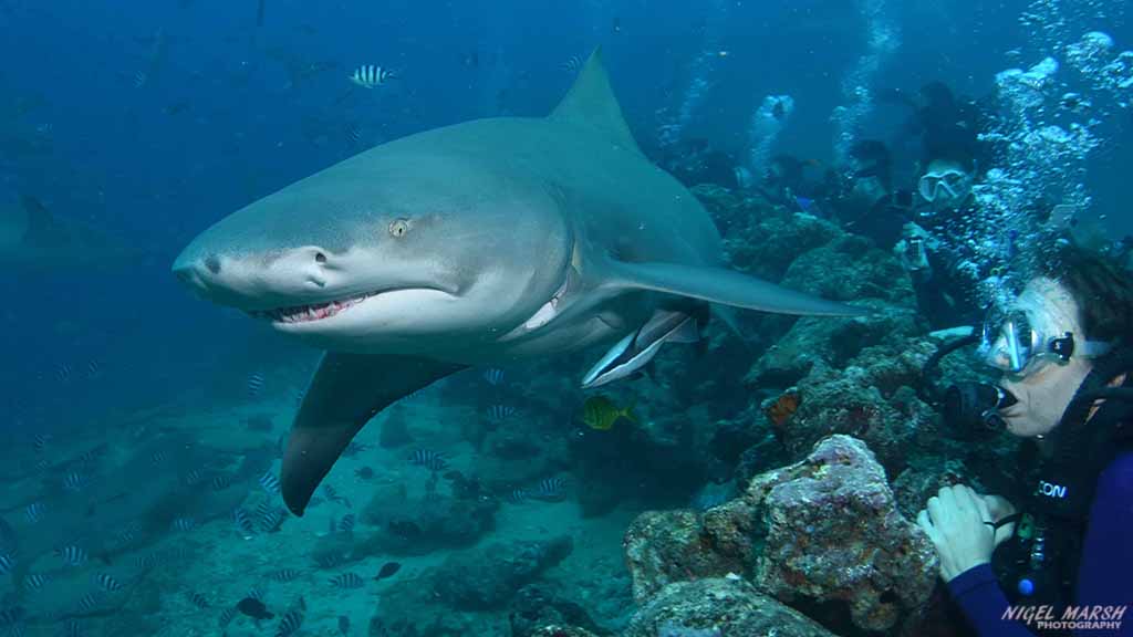 Sharks on Show - shark diving in Fiji’s Beqa Lagoon, Fiji