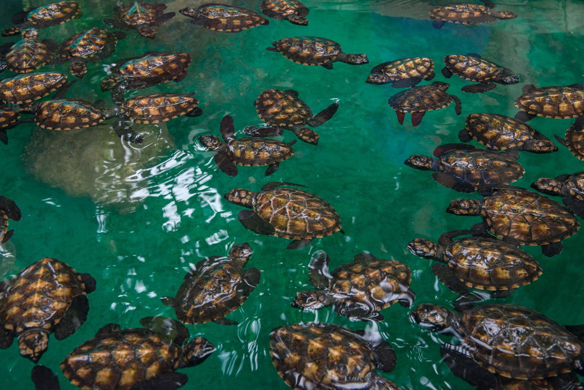 Tranquility Island Eco Resort – the best place to see turtles in Vanuatu