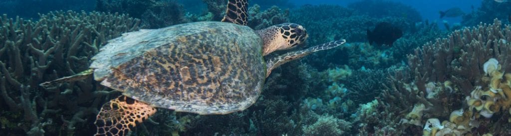 Tranquility Island Eco Resort – the best place to see turtles in Vanuatu